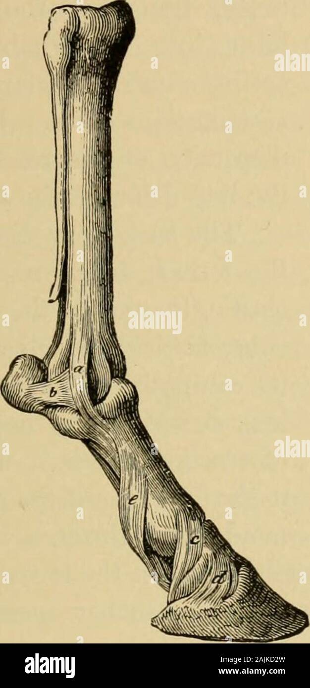 The exterior of the horse . n. The two sesamoid bones are, moreover ...