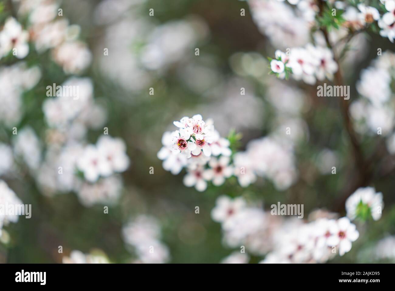 Manuka bush new zealand hi-res stock photography and images - Alamy