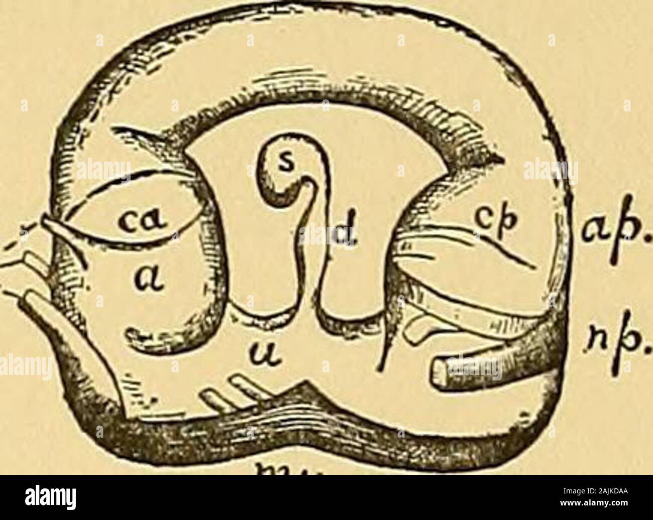 Journal of morphology . the two ends ofthe canal in Myxine are related ...