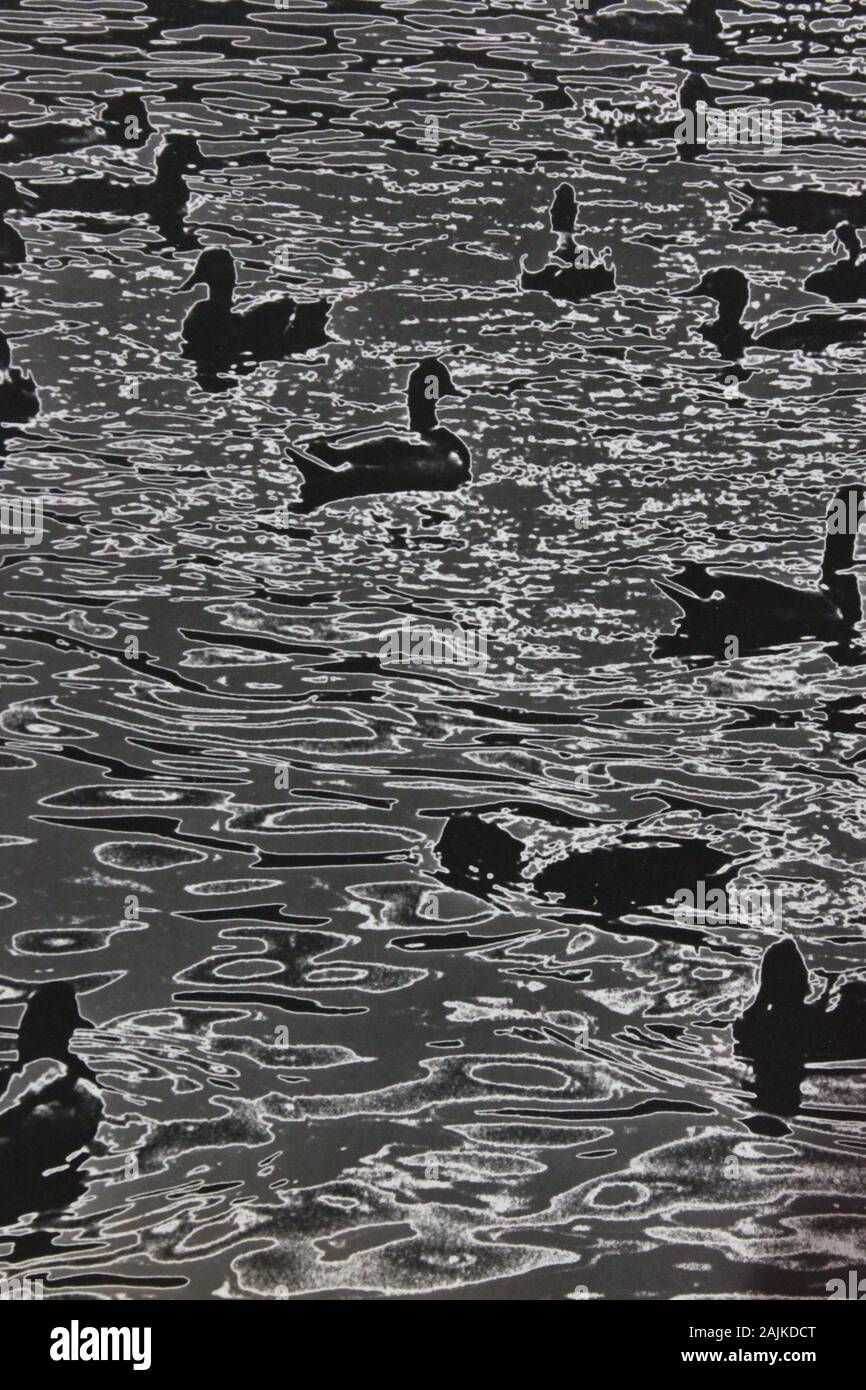 Fine 1970s vintage extreme photography of a flock of ducks swimming in ...