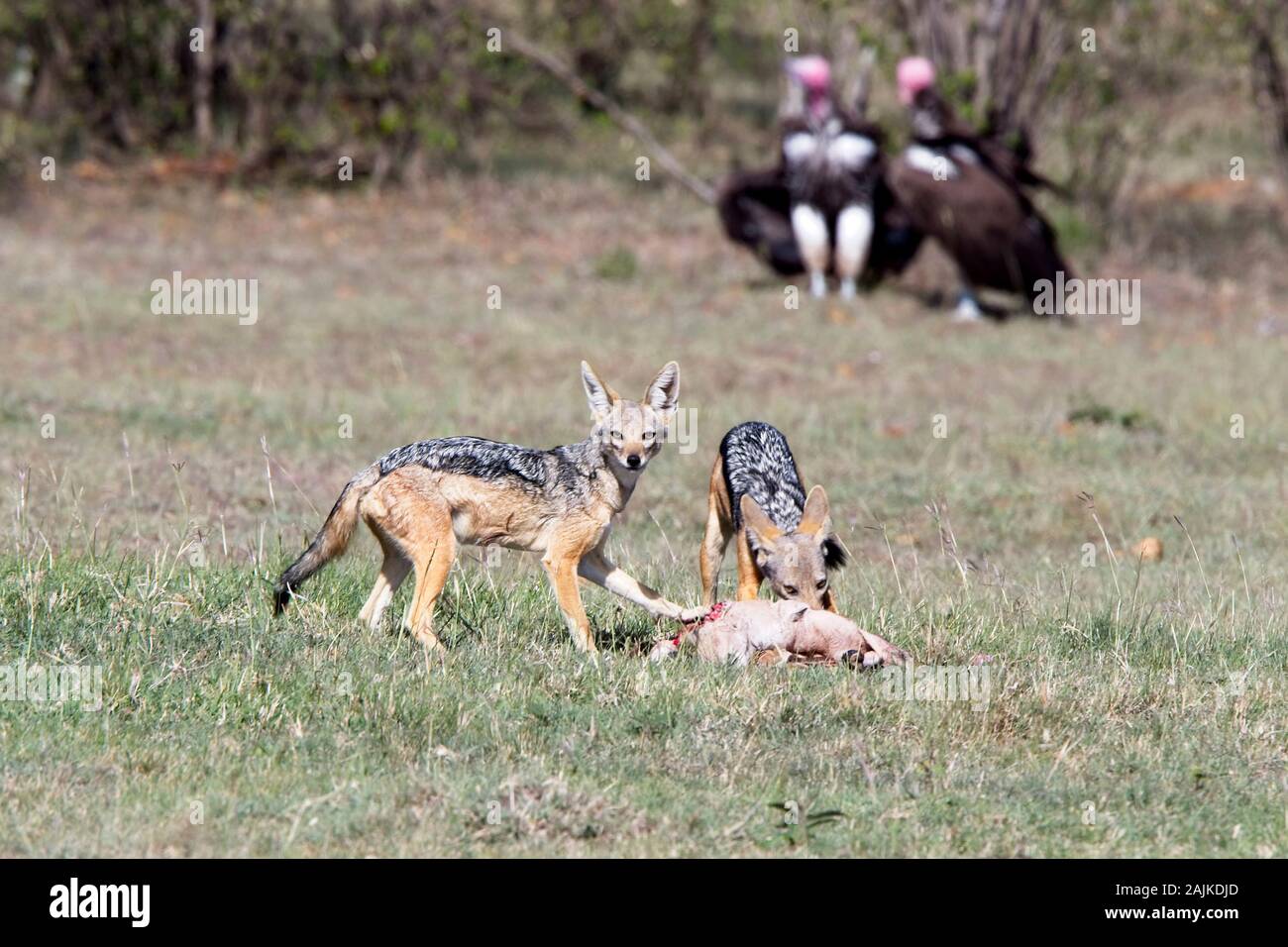 Black backed jackal eating carrion hi-res stock photography and images - Alamy