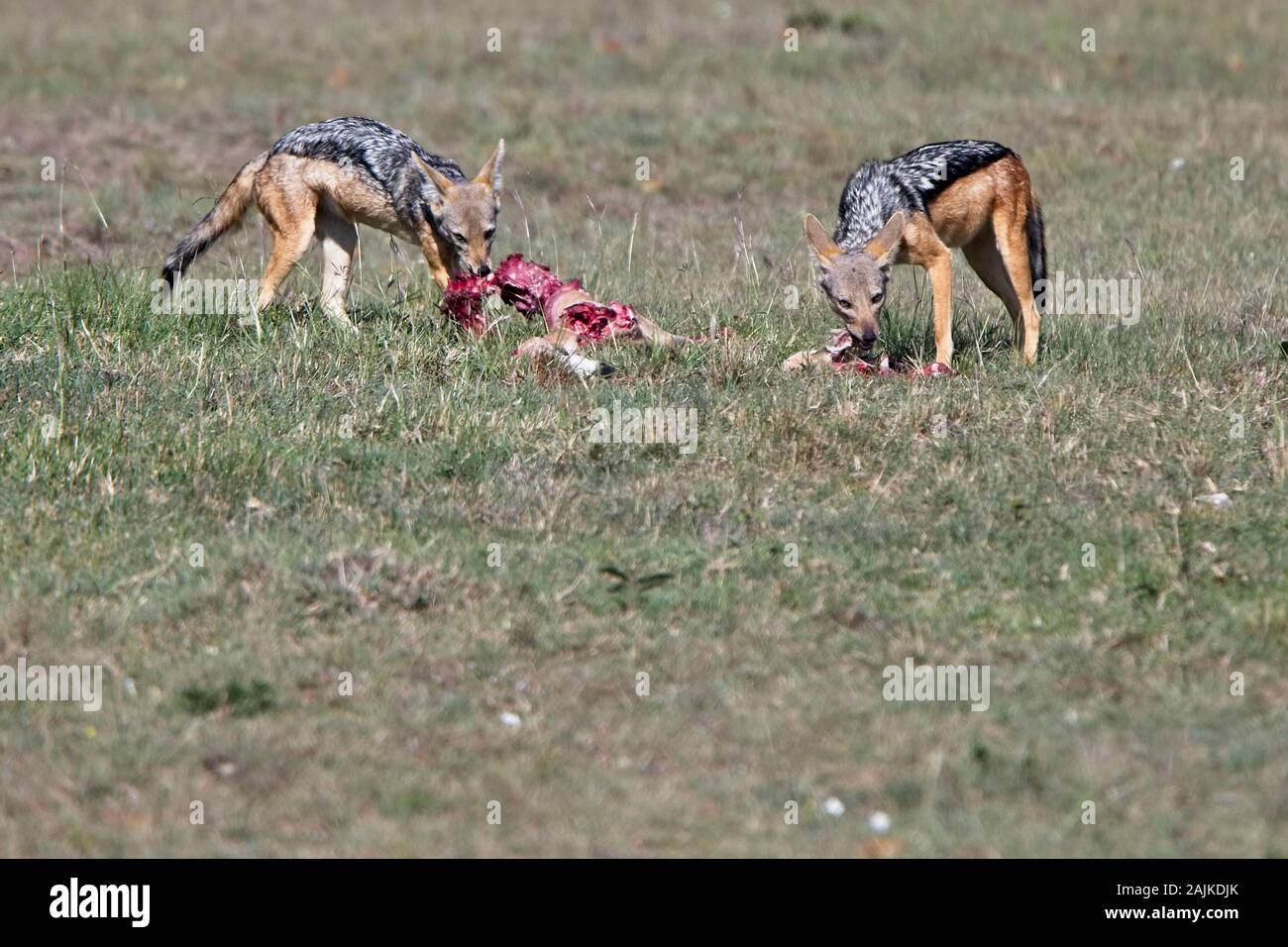 Black-backed Jackals, (Canis mesomelas), two at a kill, Maasai Mara ...