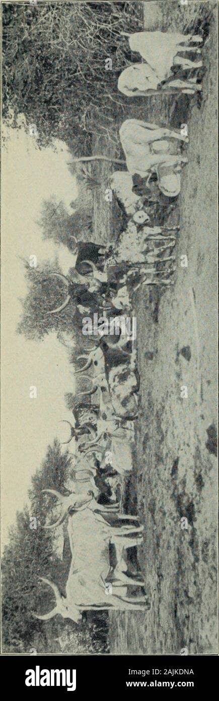 Buduma woman hi-res stock photography and images - Alamy