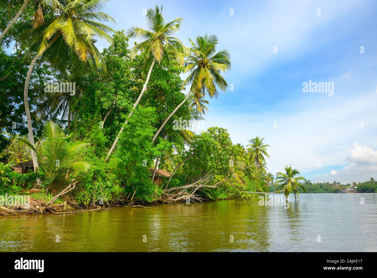 Jungle on shore tropical lake Stock Photo - Alamy