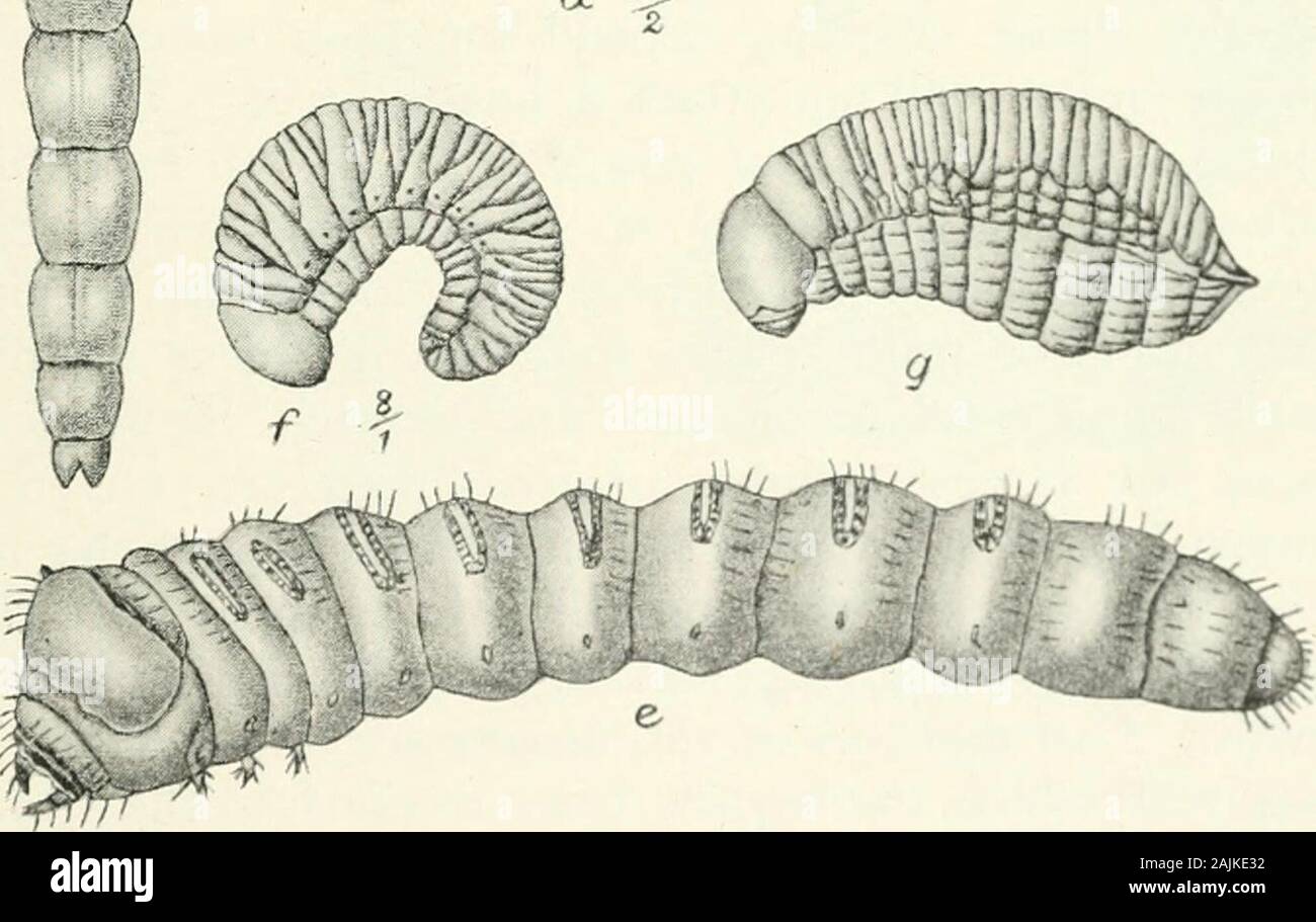 Tidae hi-res stock photography and images - Alamy