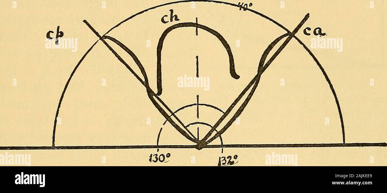 Journal of morphology . channel,hollowed out in the cartilaginous ...