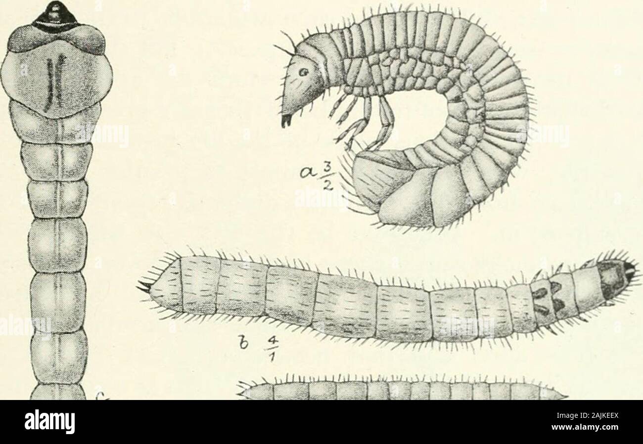Jaws mandibles coleoptera hi-res stock photography and images - Alamy