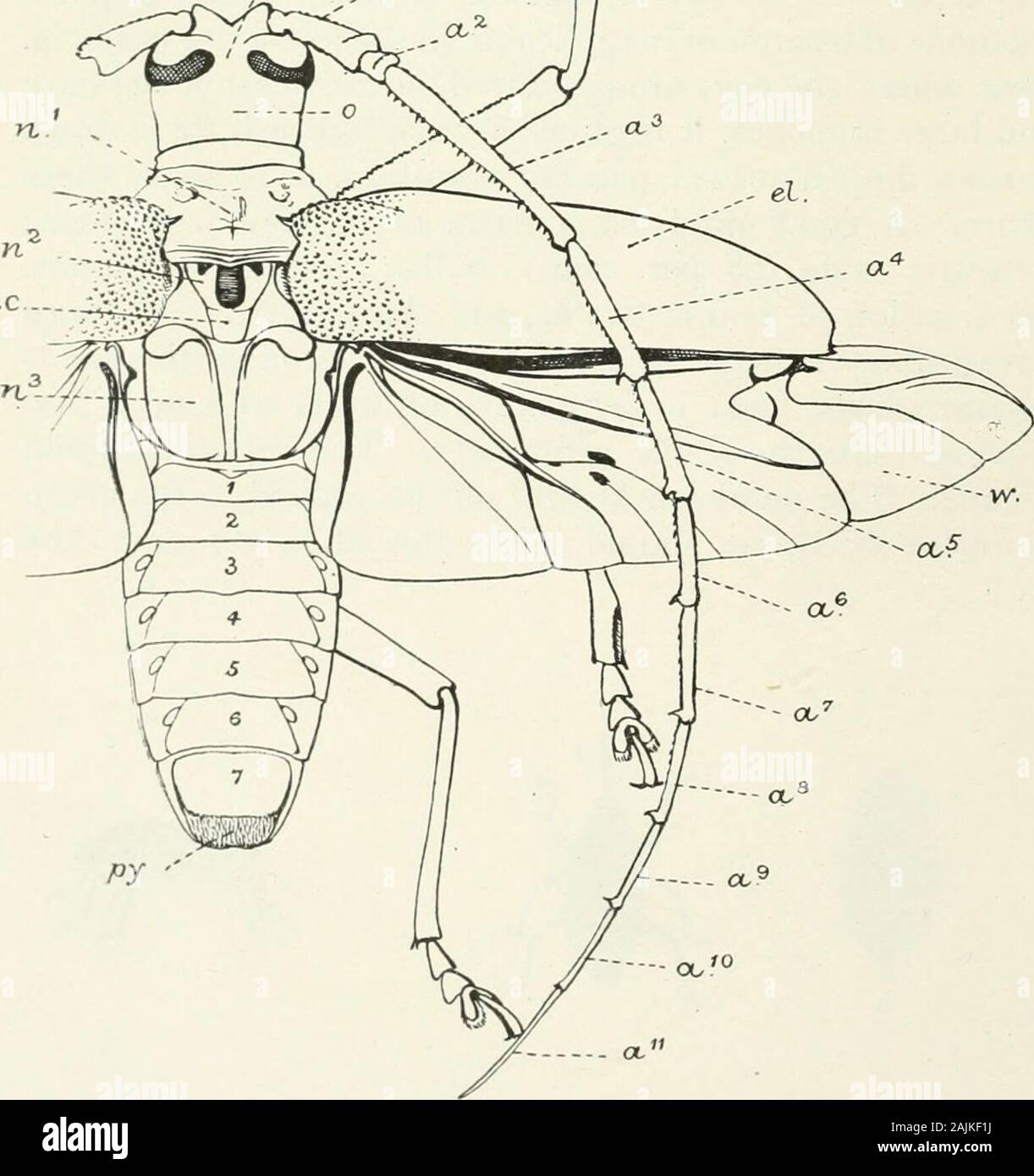 Indian forest insects of economic importance Coleoptera . - el. CL* sc ...