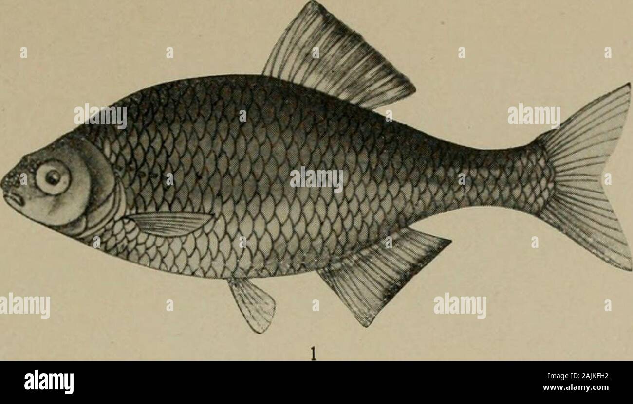 Smithsonian miscellaneous collections . / 37 38 39 CARPSTONtS (After ...