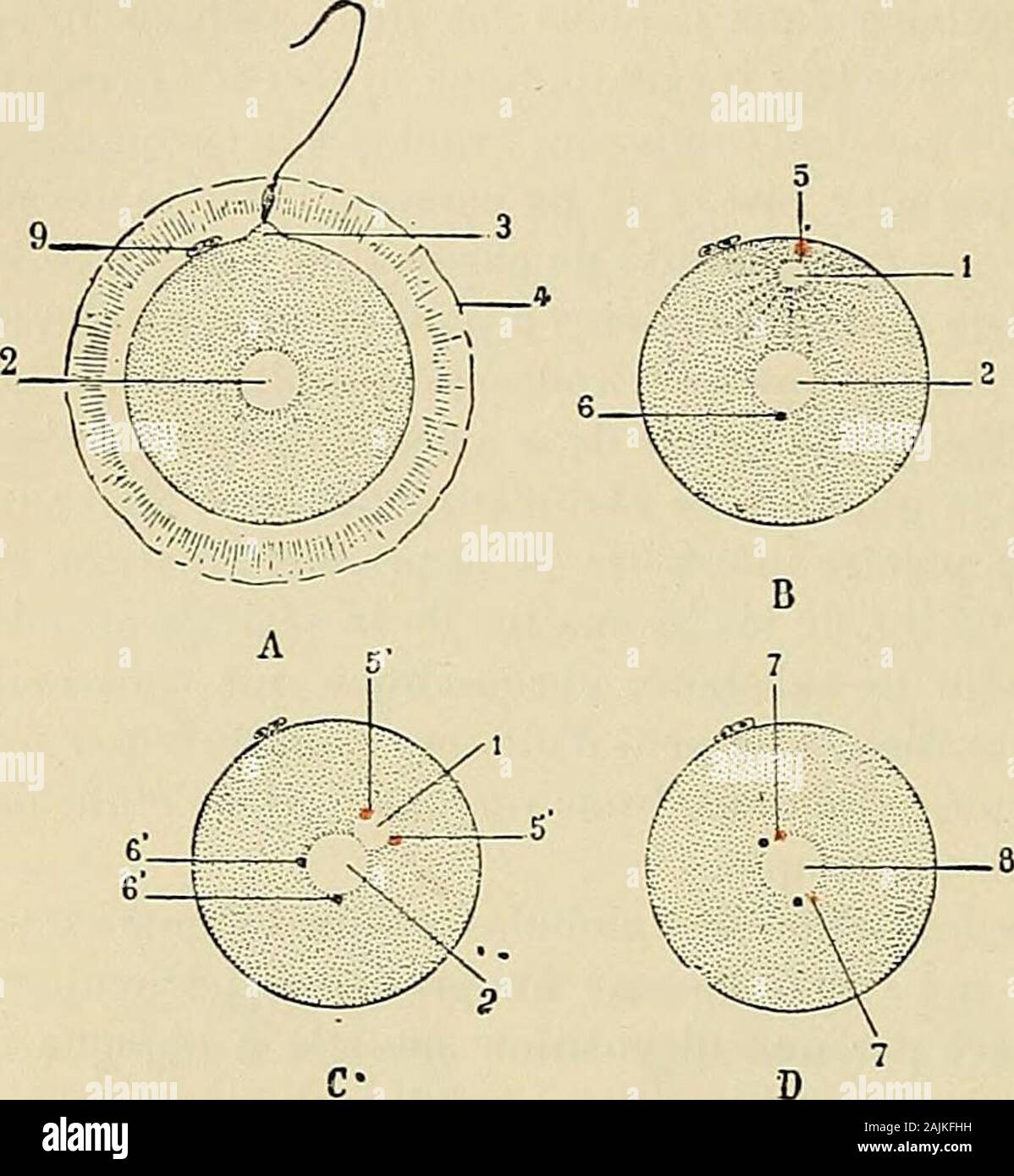 Pronuclei hi-res stock photography and images - Alamy