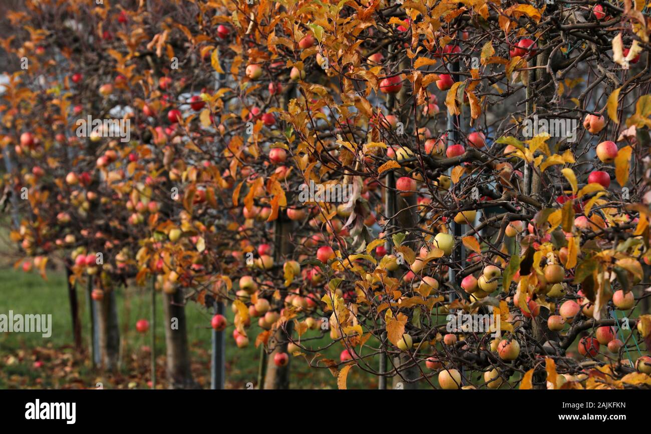 Apple trees in front yard hi-res stock photography and images - Alamy