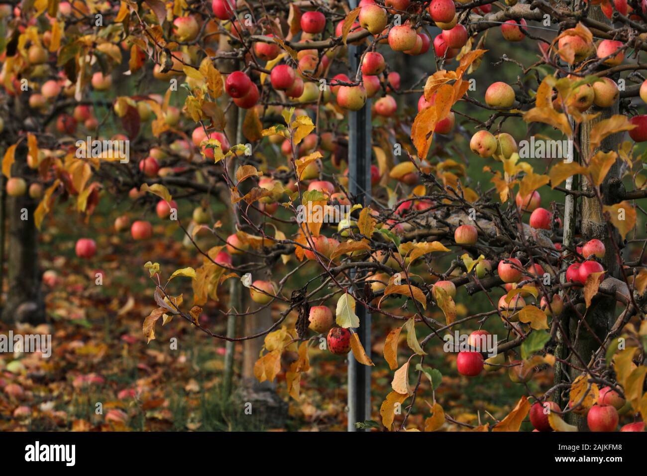 Apples Apple tree Stock Photo - Alamy