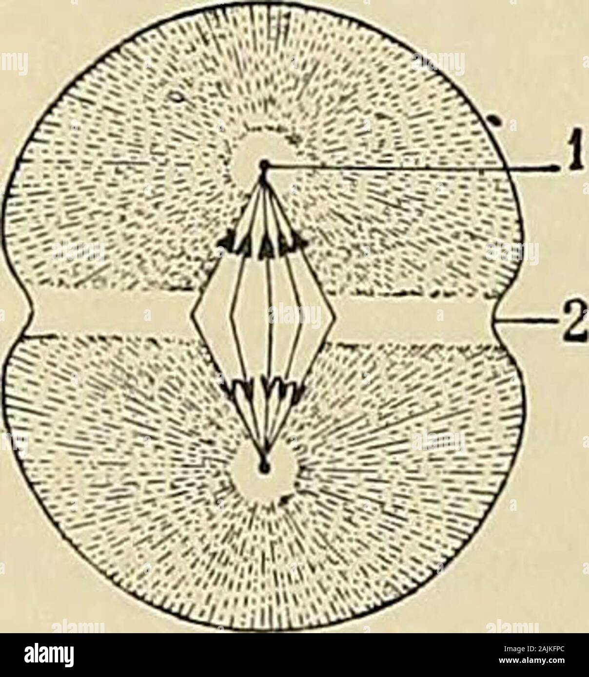 Les chromosomes hi-res stock photography and images - Alamy