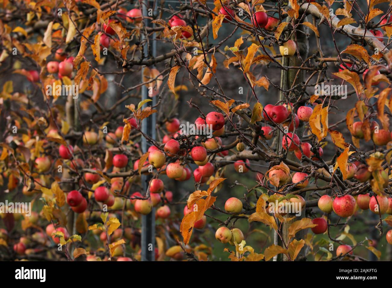 Apple trees in front yard hi-res stock photography and images - Alamy