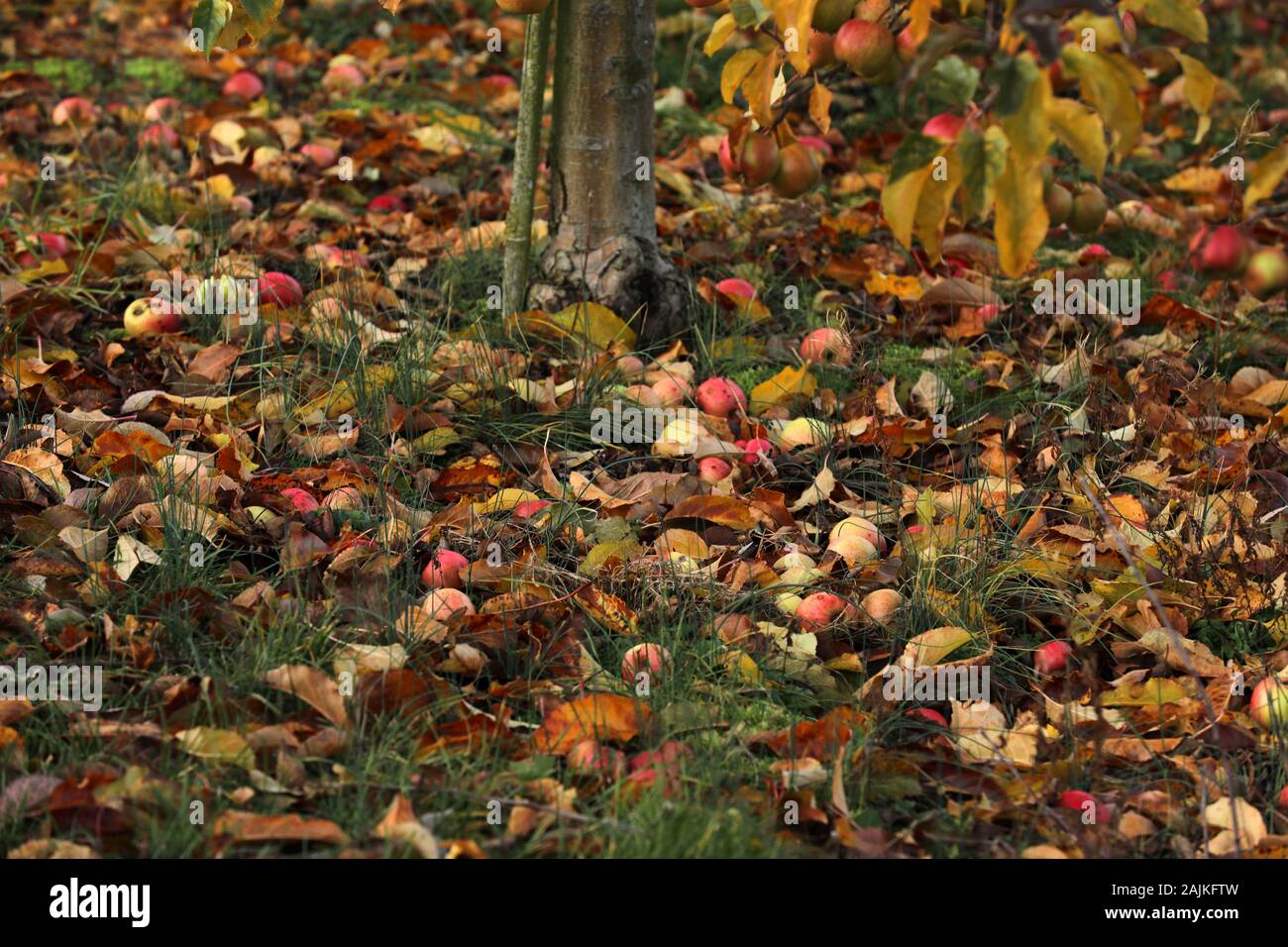 Apples Apple tree Stock Photo - Alamy