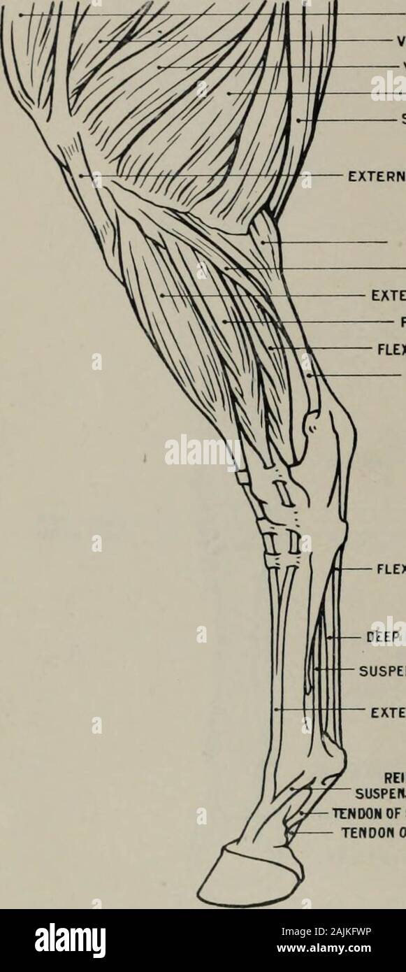 Modelling; a guide for teachers and students . :UNEIFORMUNCIFORM Fig ...