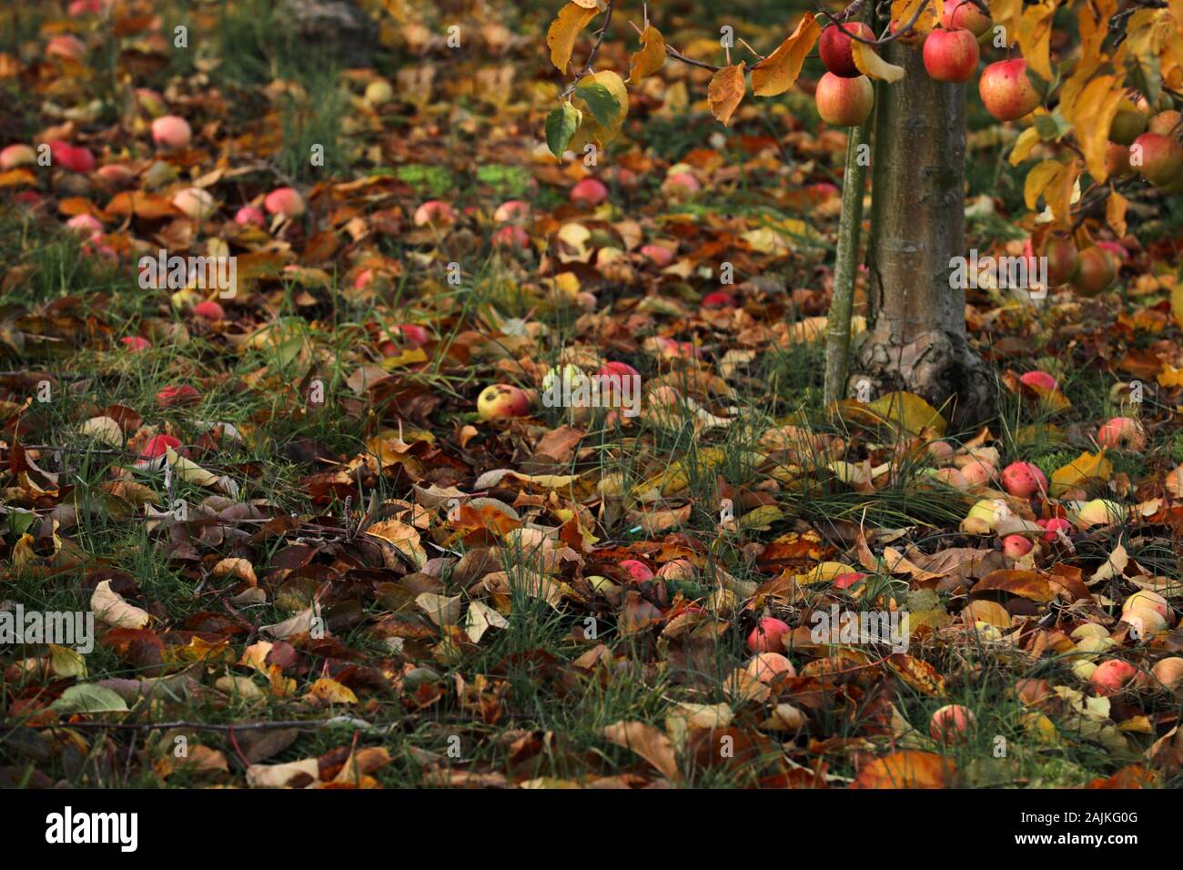 Apples Apple tree Stock Photo - Alamy