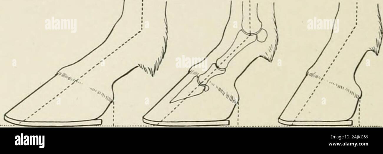 The horse, its treatment in health and disease with a complete guide to ...