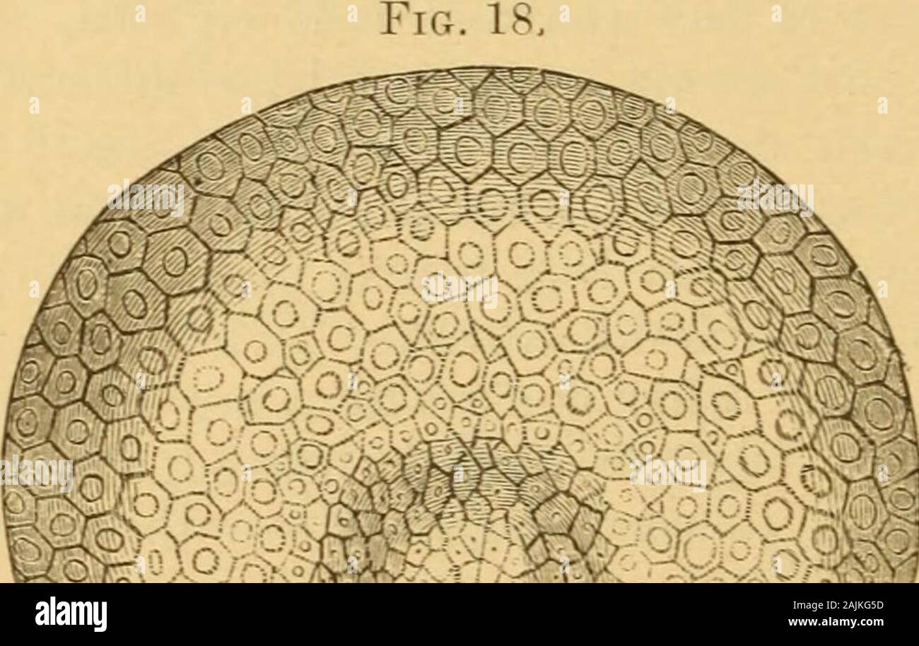 A manual of practical obstetrics . tive tract, and the genito-urinary ...