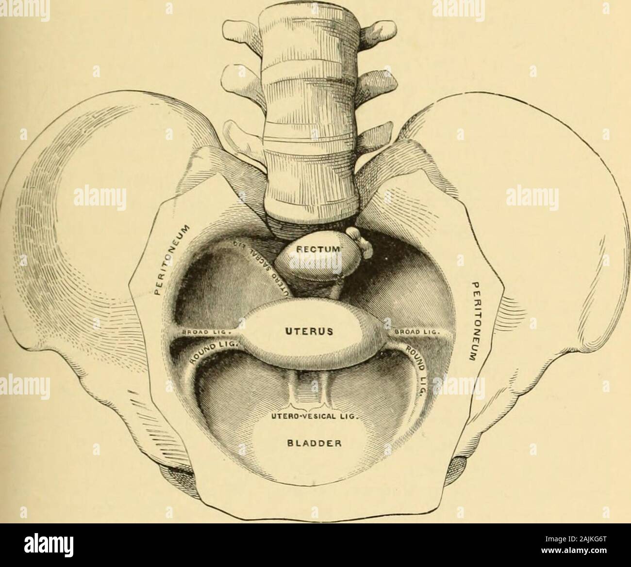 Ligaments Of The Bladder