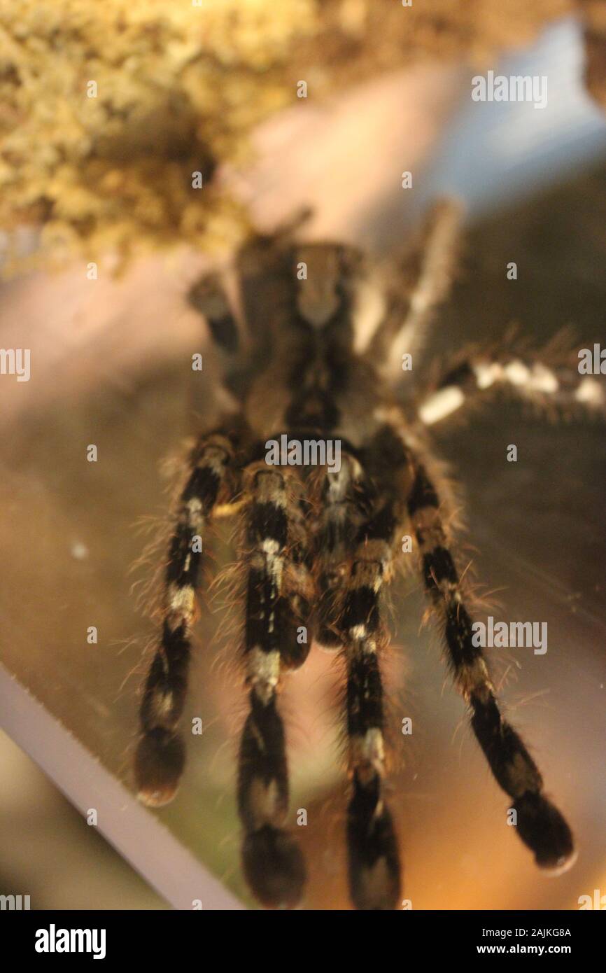 Indian ornamental tarantula at the Milwaukee Public Museum Stock Photo ...