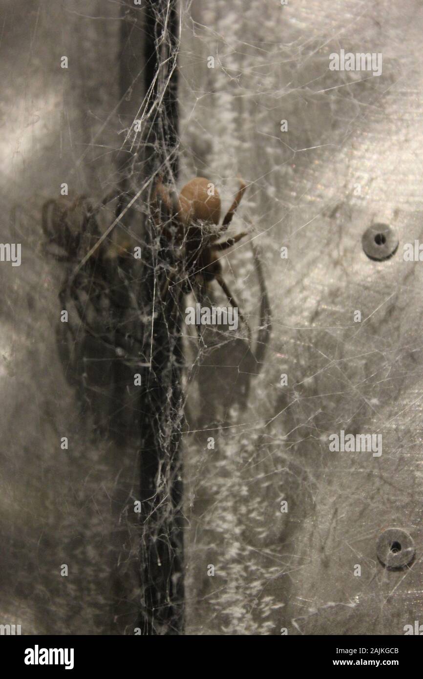 Big spider hanging in its web patiently waiting for a bit to fly by ...