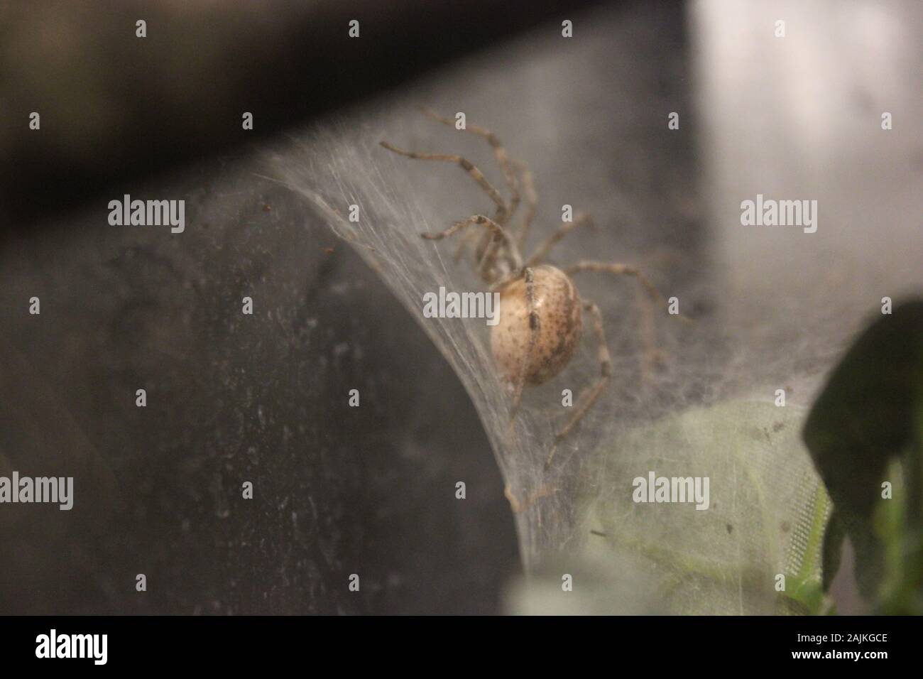 funnel web grass spider, Agelenopsis, American grass spider, funnel ...