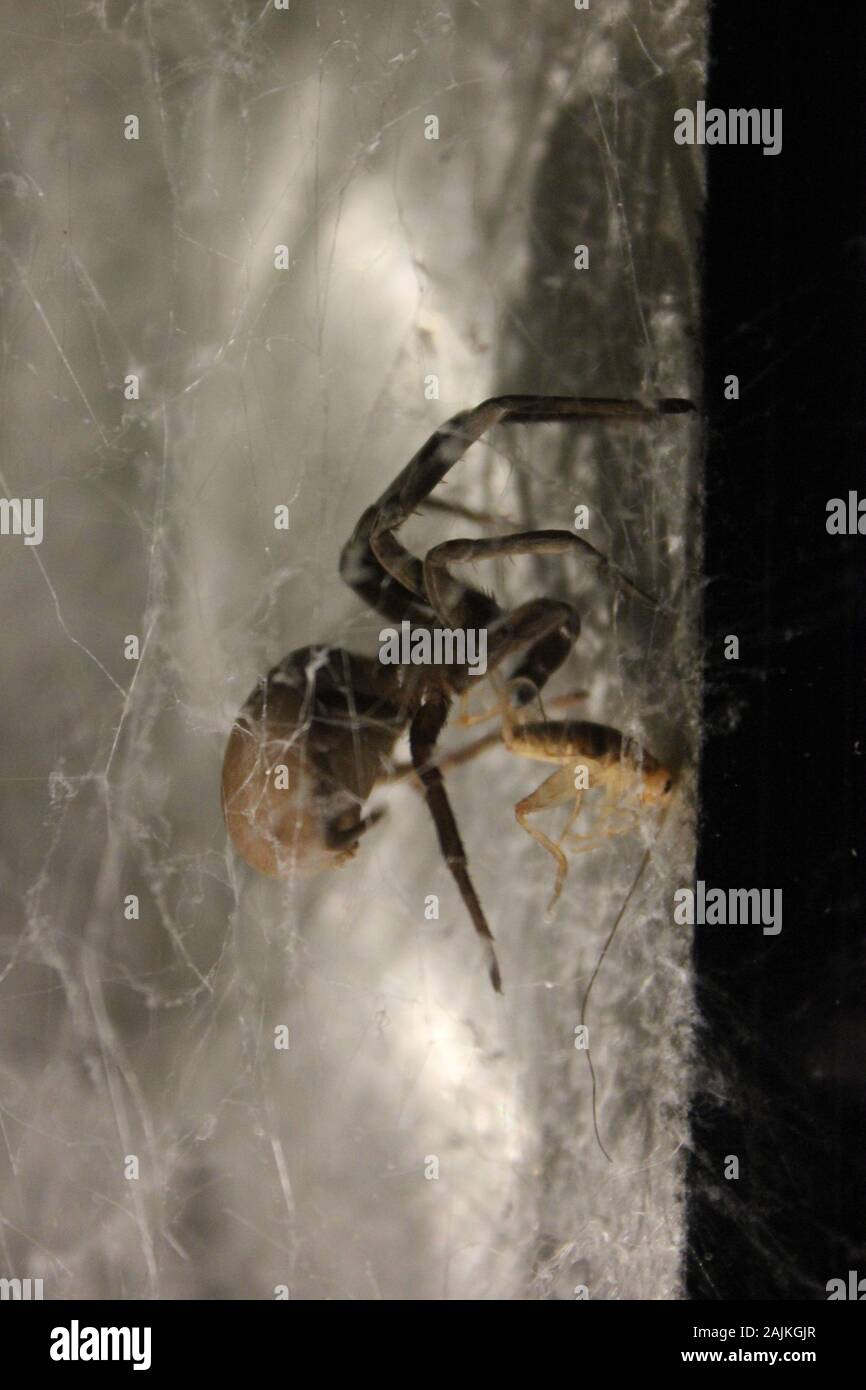 Large model of spider hi-res stock photography and images - Alamy