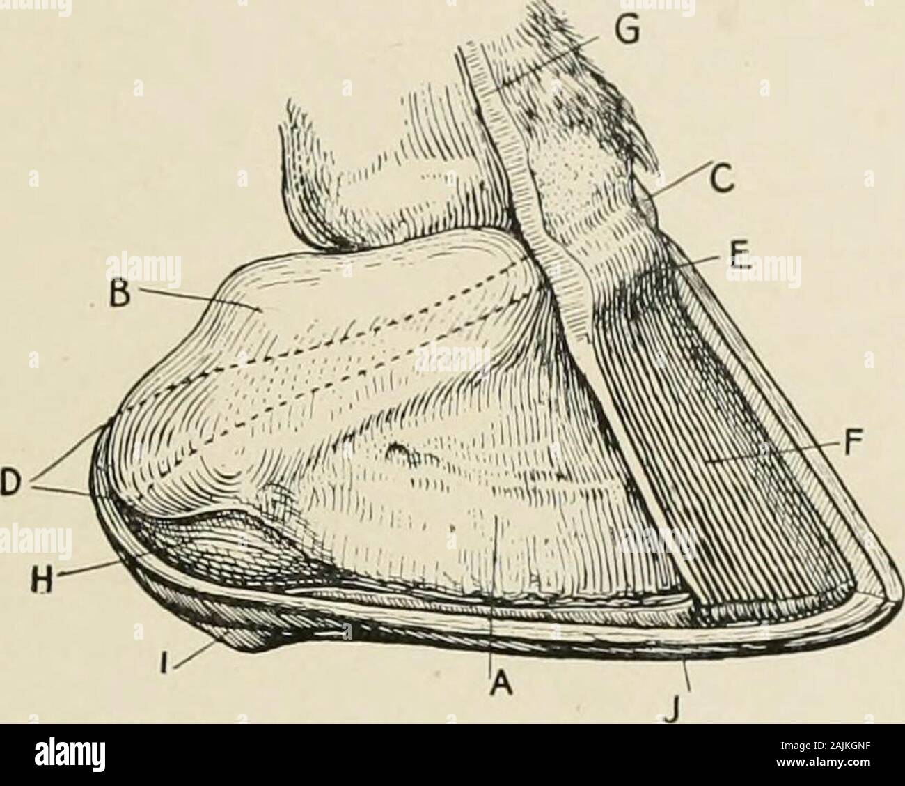 Horse hoof anatomy hi-res stock photography and images - Alamy