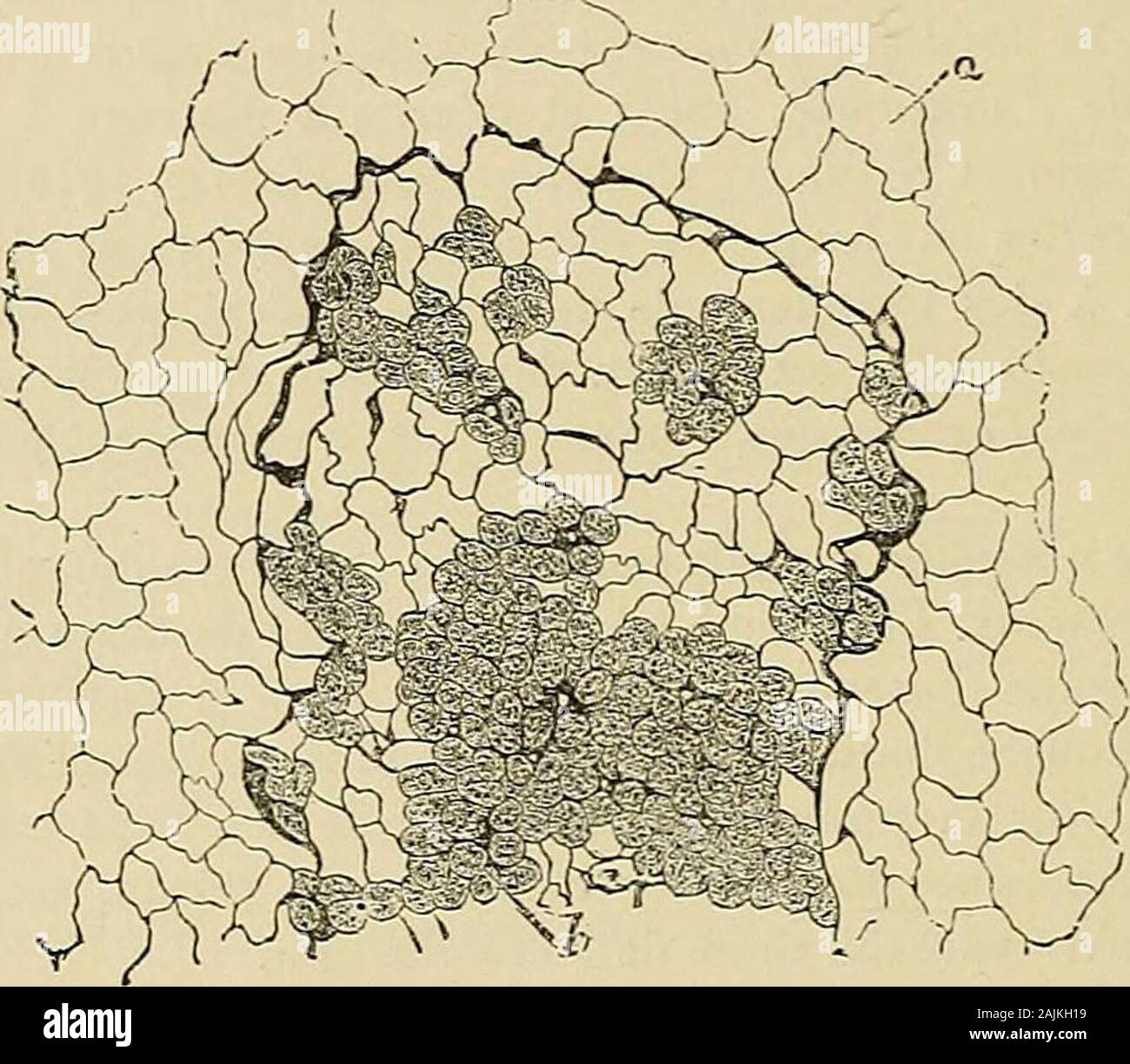 Anatomie des cellules hi-res stock photography and images - Alamy