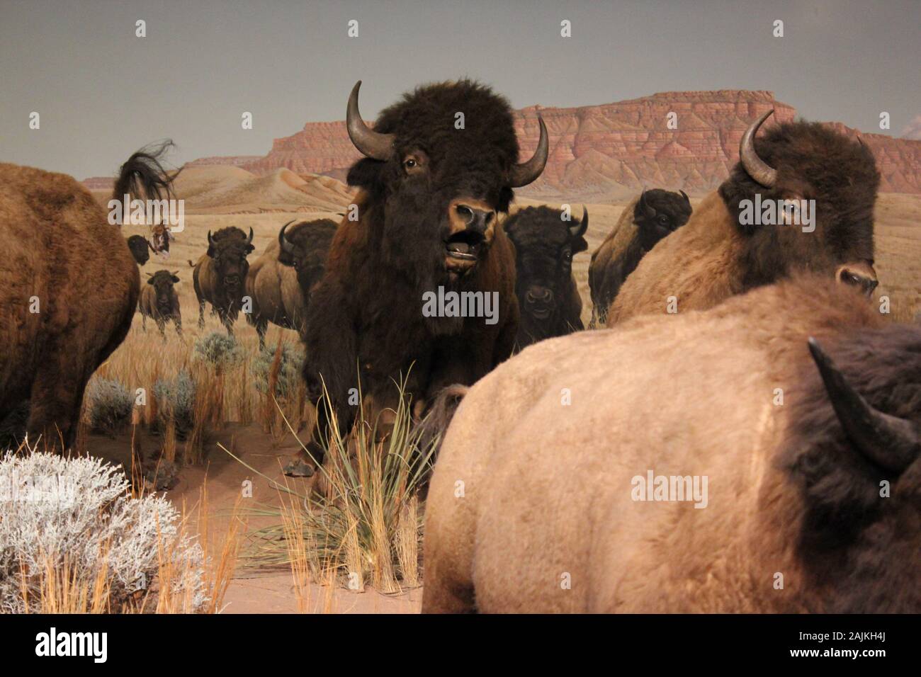 Native American Indian Hunting Buffalo High Resolution Stock ...