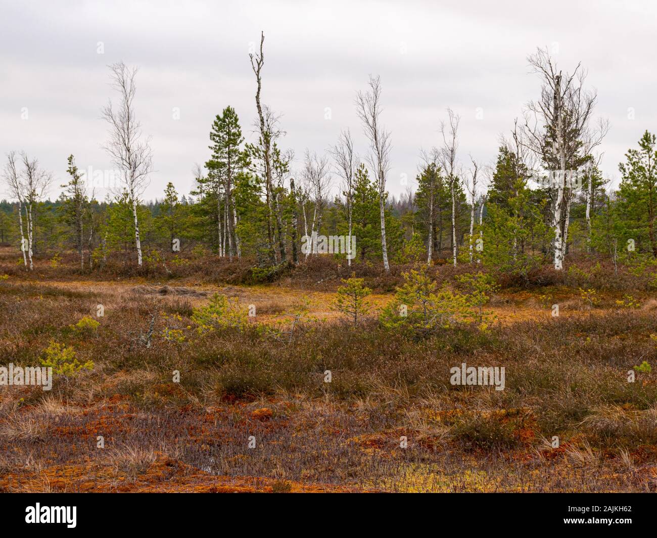 bog landscape, bog plants and trees of different colors Stock Photo - Alamy