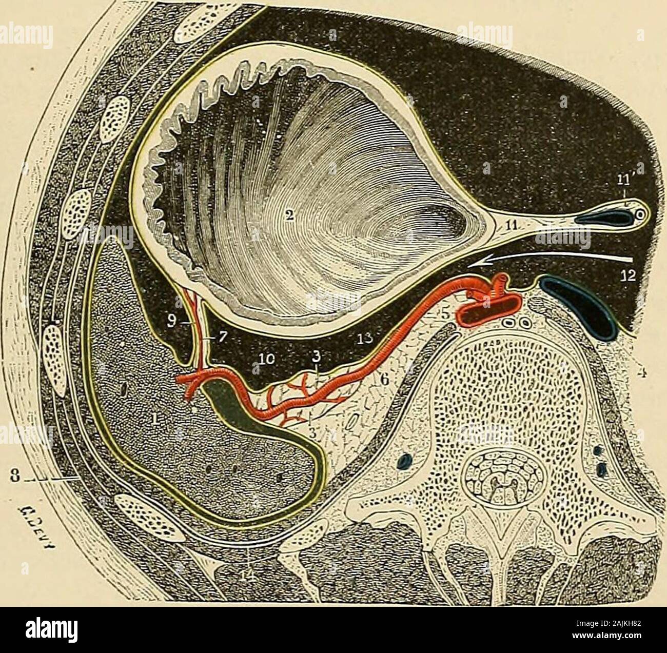 Petit organe hi-res stock photography and images - Alamy