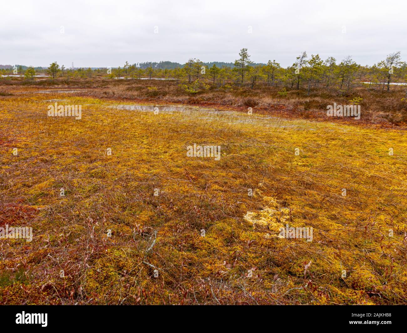 bog landscape, bog plants and trees of different colors Stock Photo - Alamy