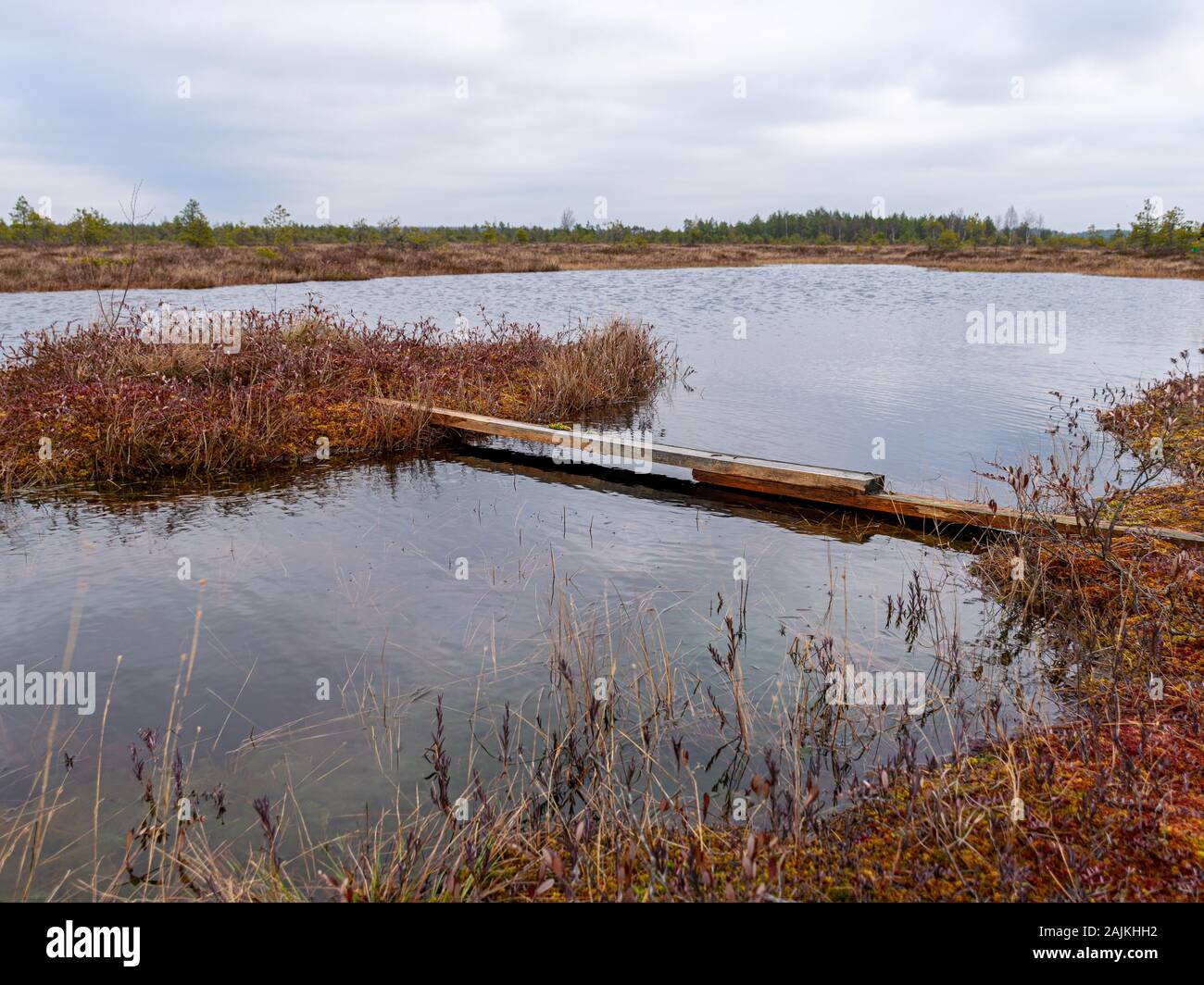 bog landscape, bog plants and trees of different colors Stock Photo - Alamy