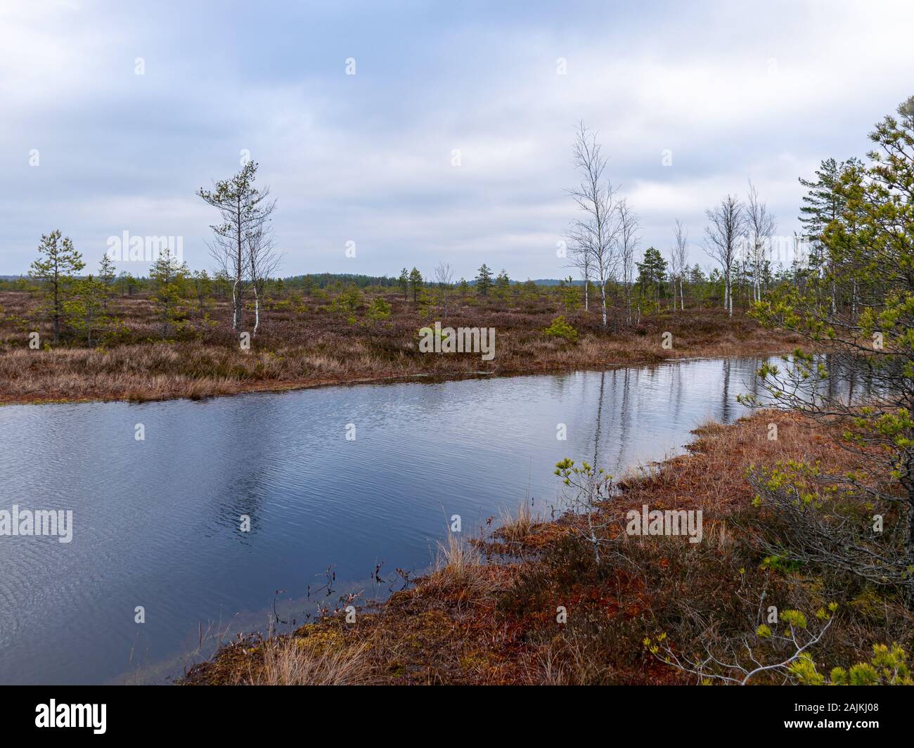 gloomy swamp landscape, grass, colorful moss and swamp pines, swamp ...