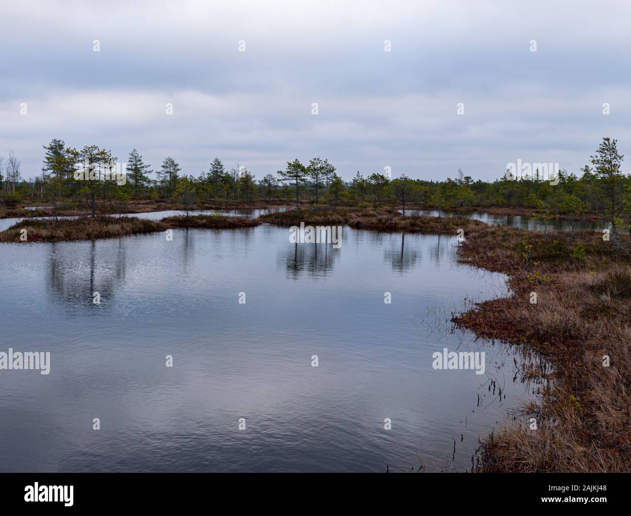 gloomy swamp landscape, grass, colorful moss and swamp pines, swamp ...