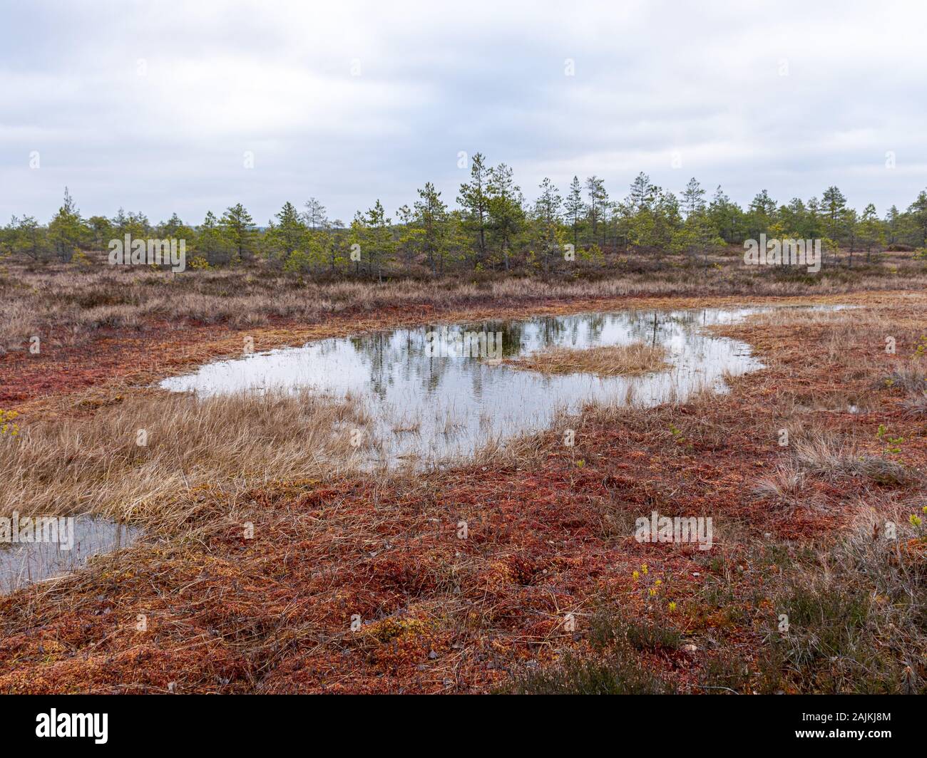 gloomy swamp landscape, grass, colorful moss and swamp pines, swamp ...