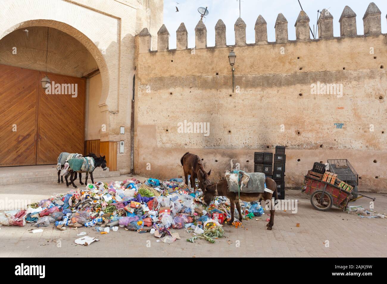 Donkeys searching for food waste in the pile of garbage near city walls ...