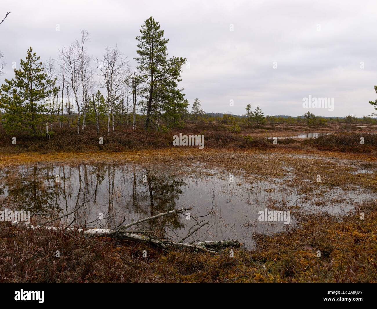 bog landscape with red mosses, small bog pines, small bog lakes and ...