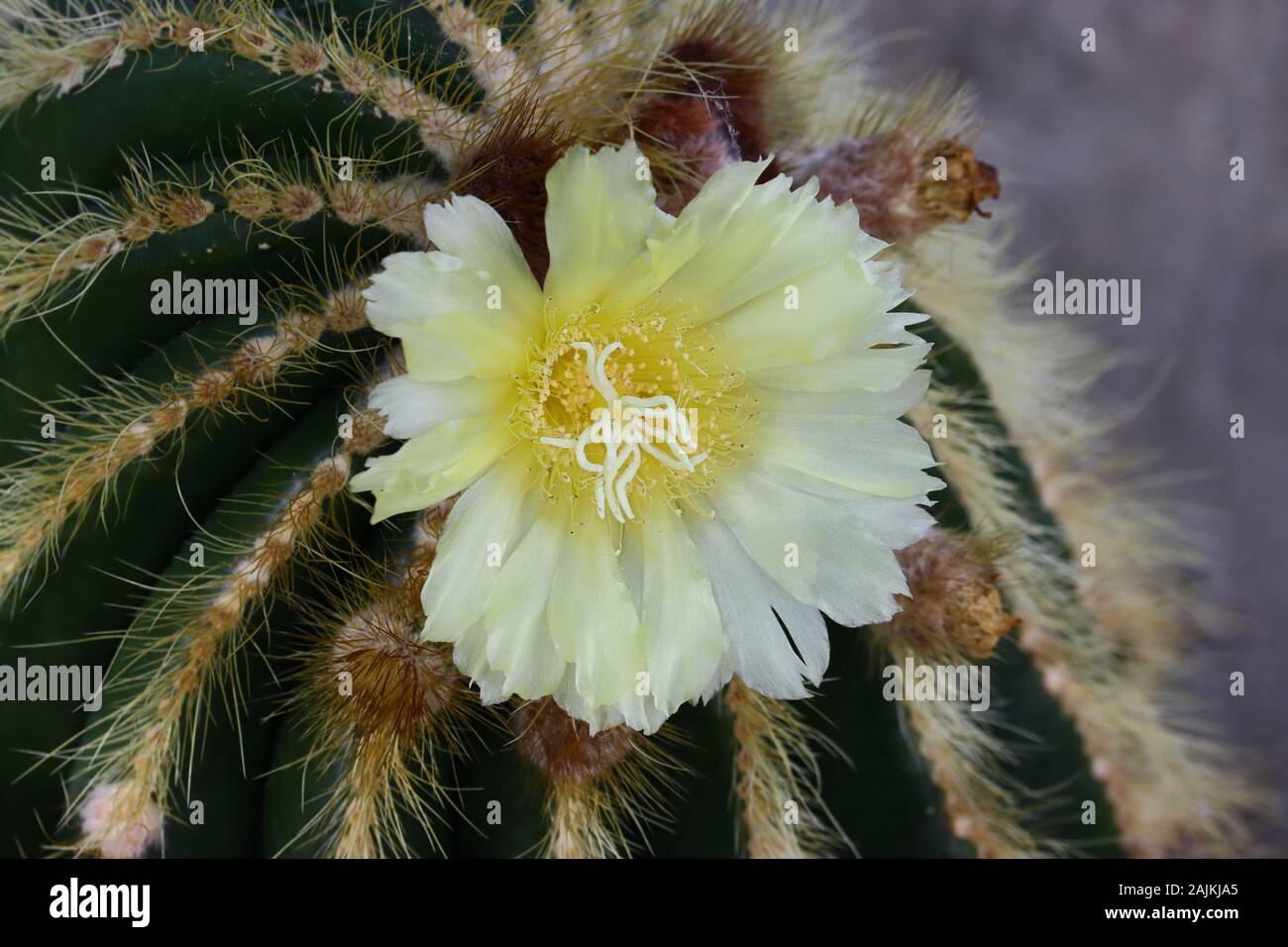 Parodia leninghausii is a species of South American cactus commonly ...