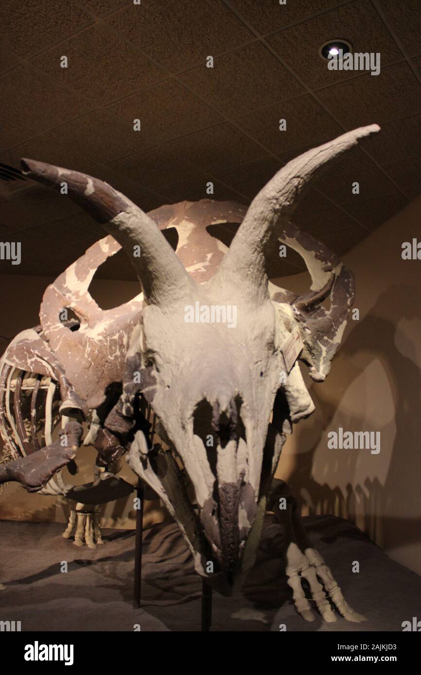 Skeleton Mount High Resolution Stock Photography and Images - Alamy