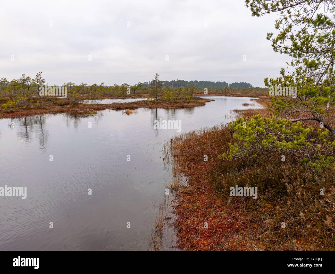 bog landscape with red mosses, small bog pines, small bog lakes and ...