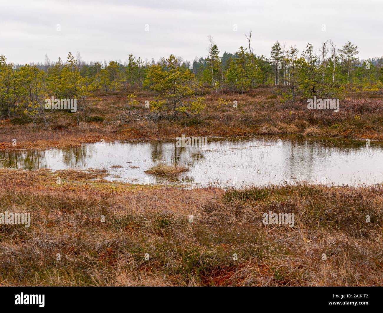 bog landscape with red mosses, small bog pines, small bog lakes and ...
