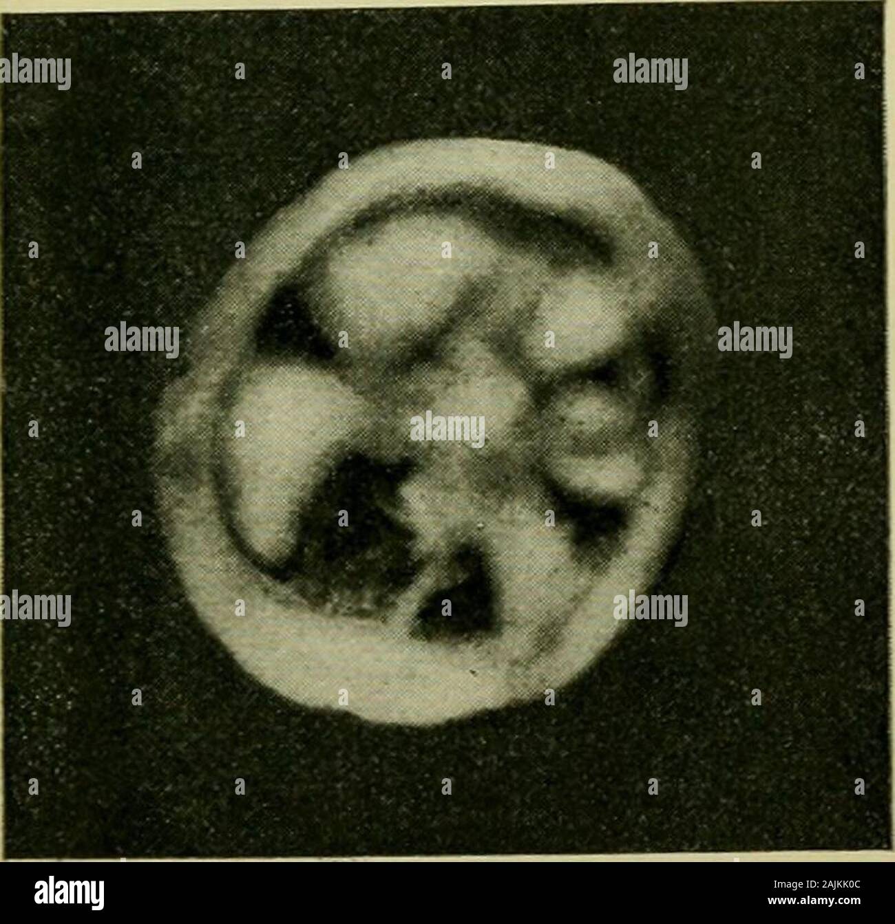 The life-history of British lizards : and their local distribution in ...