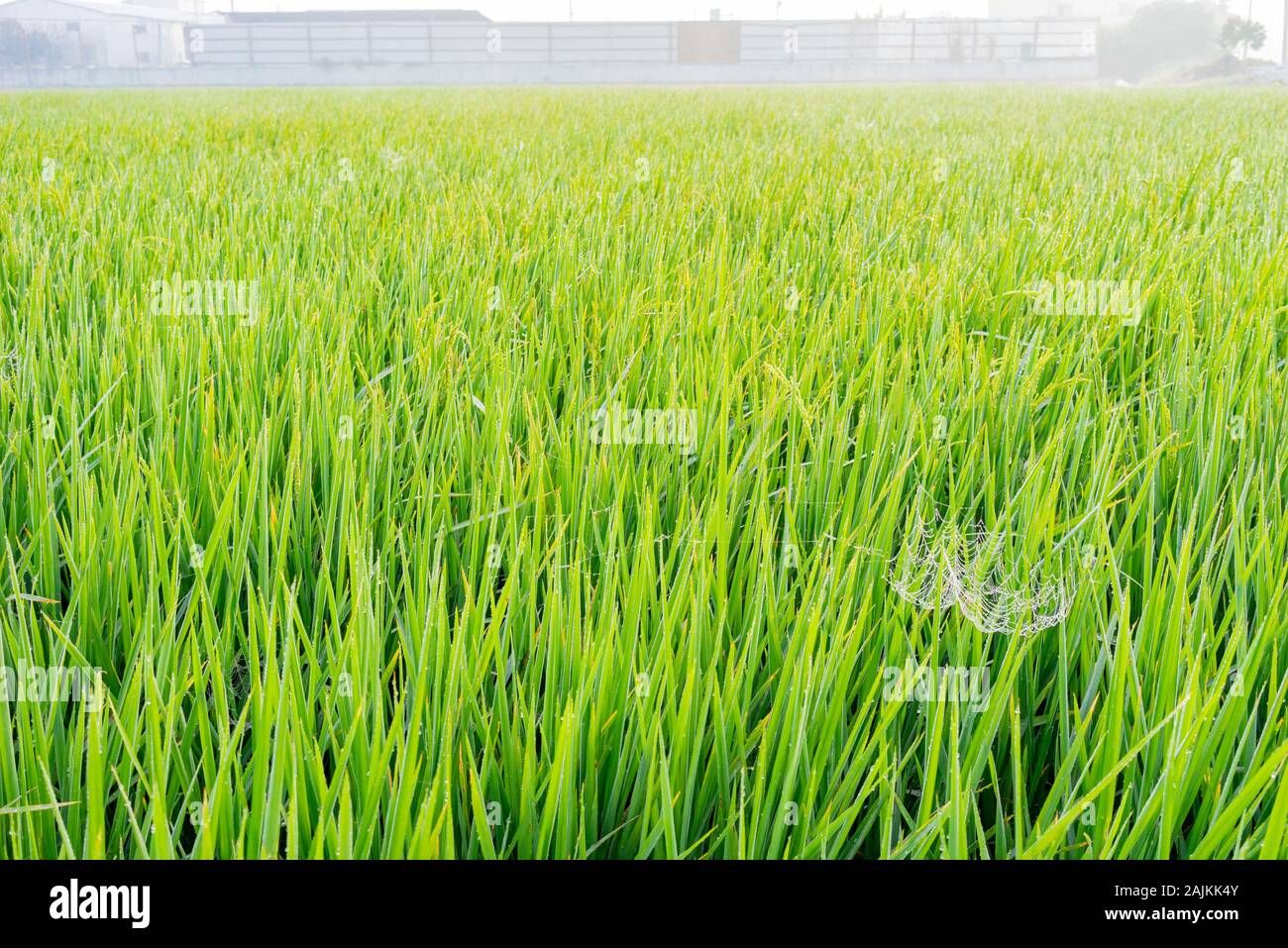 Close up of a spider web with many water drops in beautiful green paddy ...