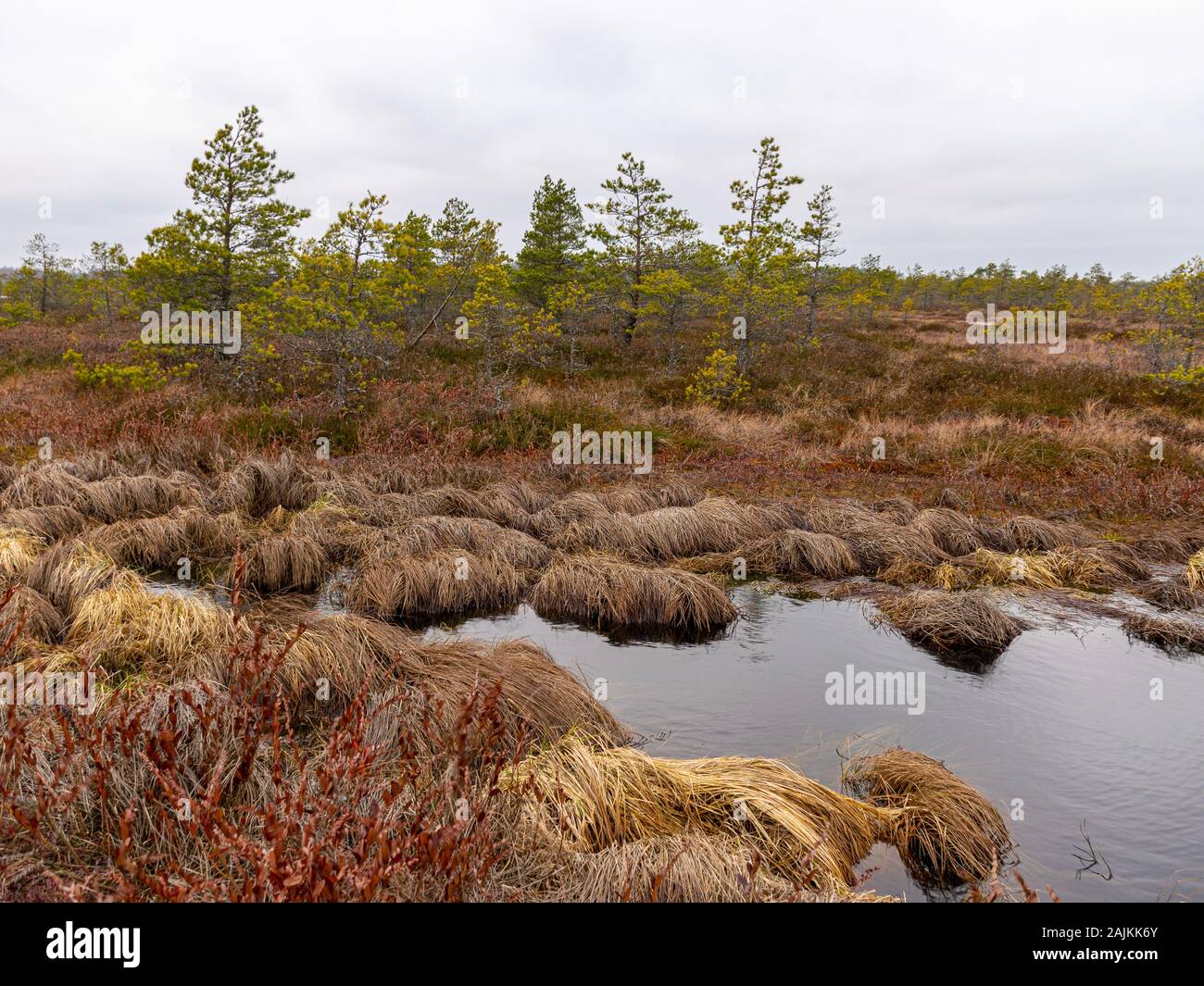 bog landscape with red mosses, small bog pines, small bog lakes and ...