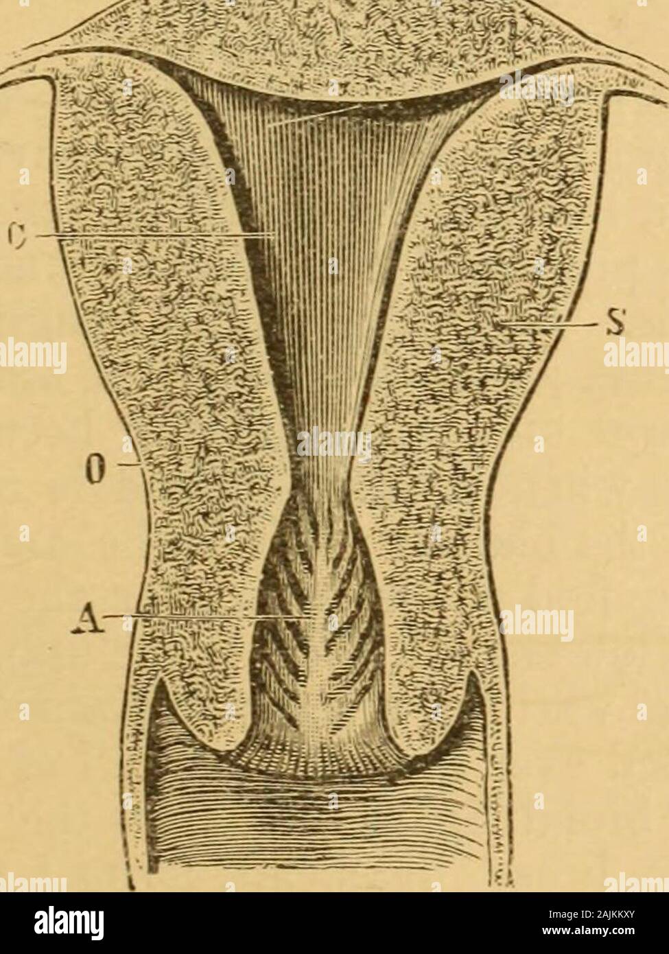 A manual of practical obstetrics . Section of uterus before childbirth ...
