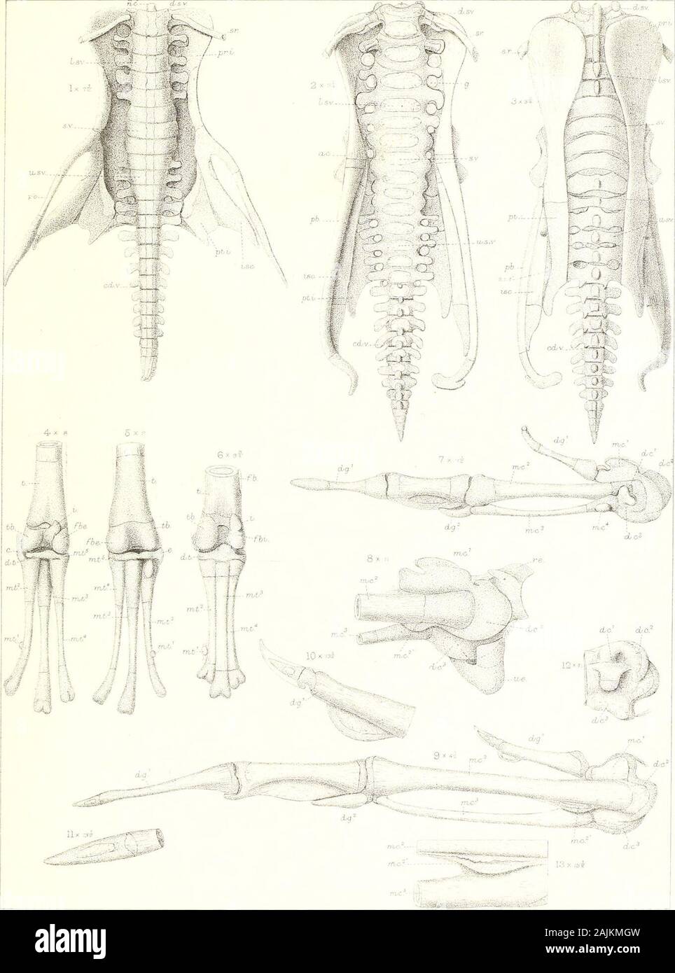 On the morphology of the duck and the auk tribes . ess. Parasphenoid ...