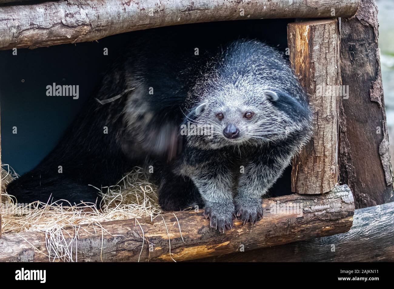 Arctictis binturong, portrait of a cute animal Stock Photo - Alamy